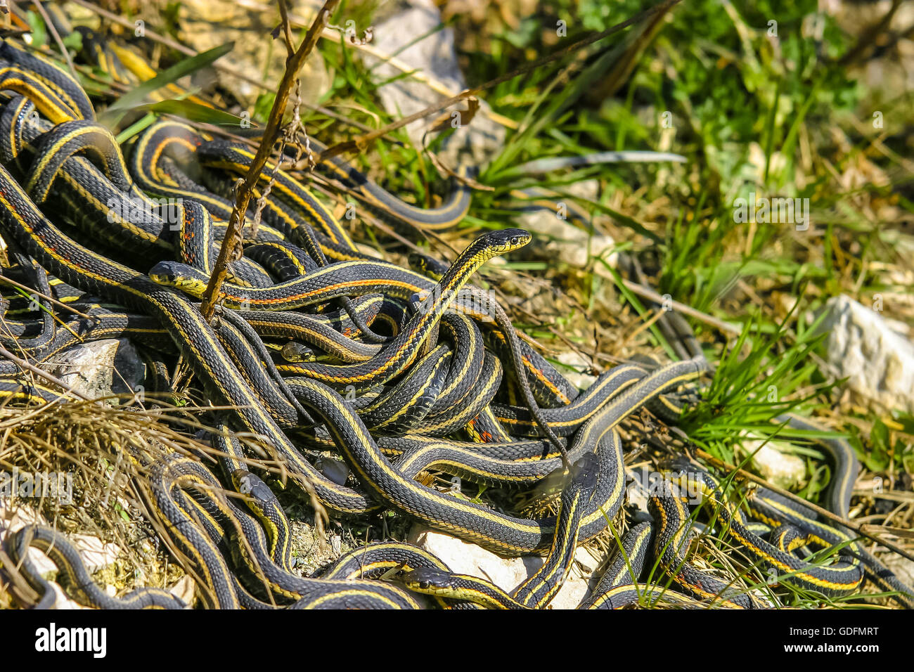 Male garter snakes looking for a mate in early spring Stock Photo - Alamy