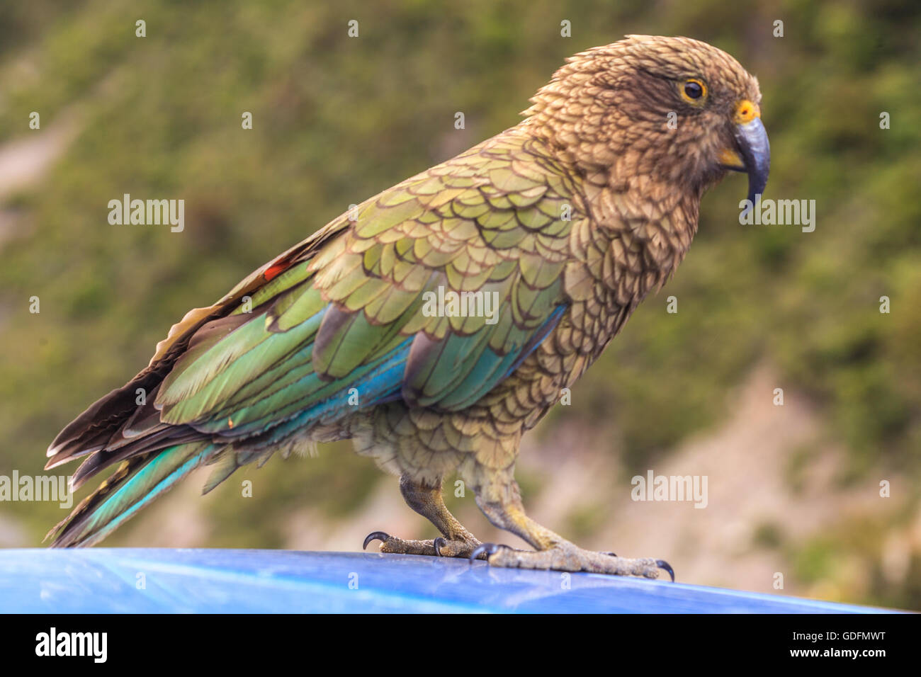 New zealand native parrot the kea hi-res stock photography and images ...