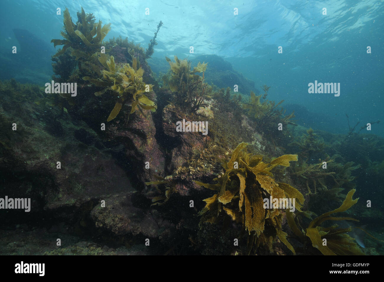 Rocky reef with some brown kelp on its walls Stock Photo - Alamy