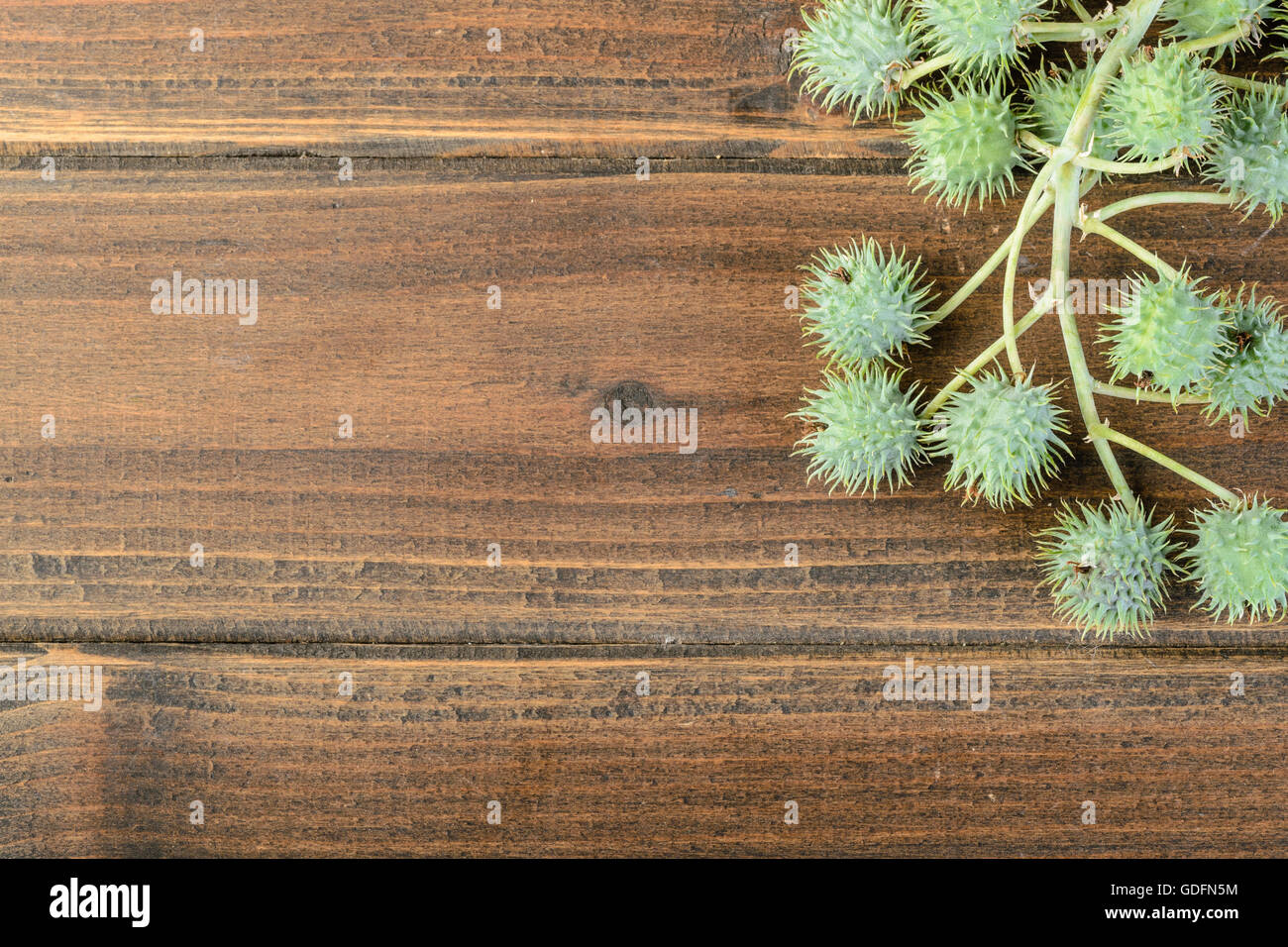 fruit of castor plant Stock Photo - Alamy