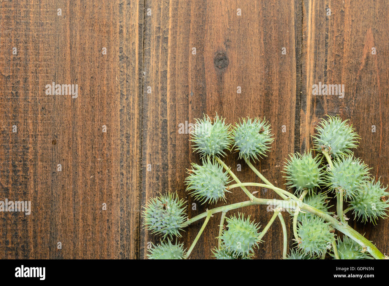 fruit of castor plant Stock Photo - Alamy