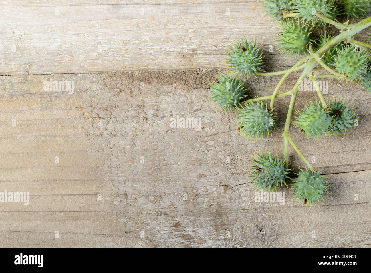 fruit of castor plant Stock Photo - Alamy
