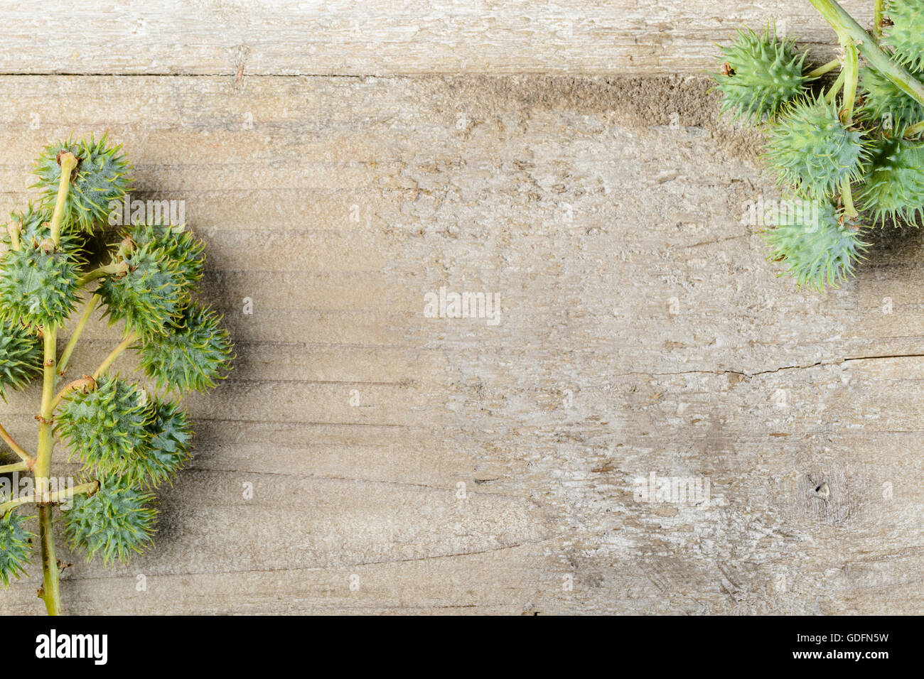 fruit of castor plant Stock Photo - Alamy