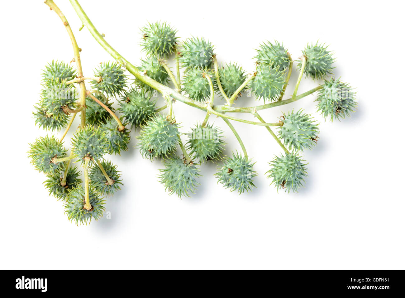 Castor seed hi-res stock photography and images - Alamy