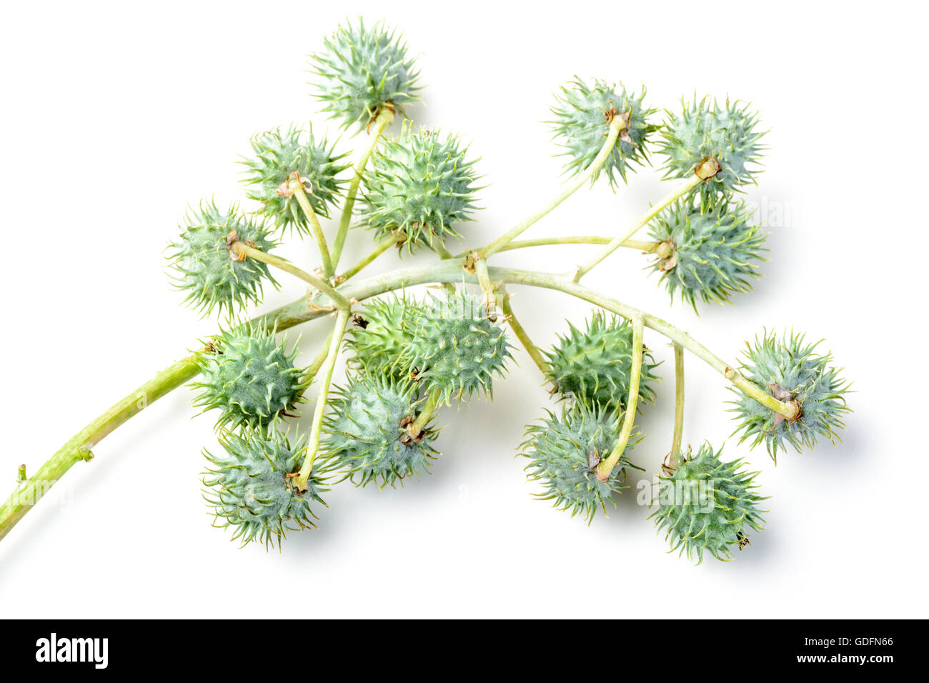 Castor seed hi-res stock photography and images - Alamy