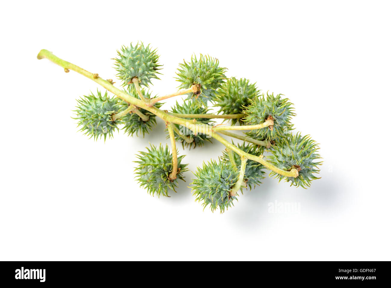 Castor seed hi-res stock photography and images - Alamy