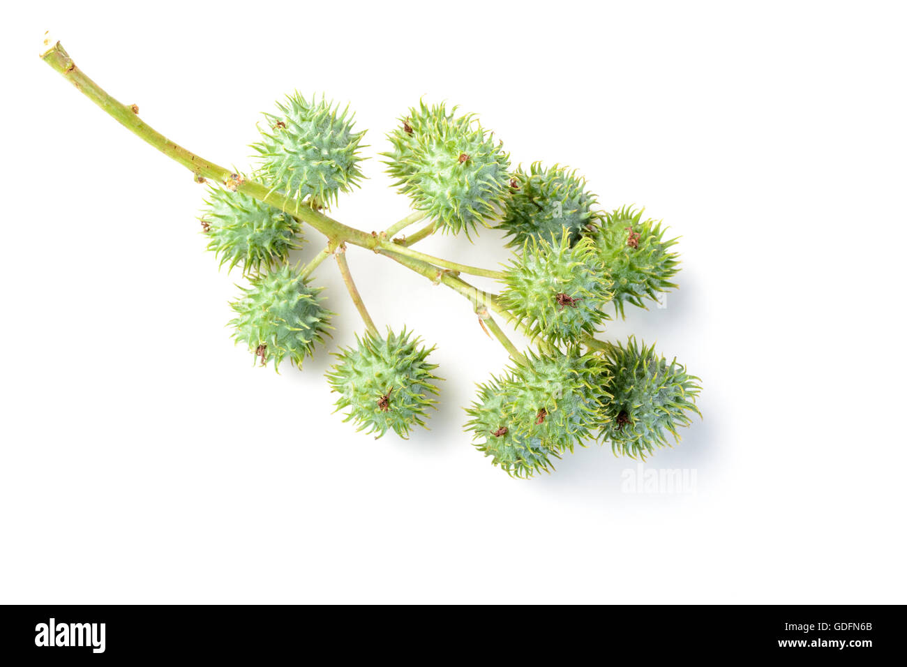 Castor seed hi-res stock photography and images - Alamy