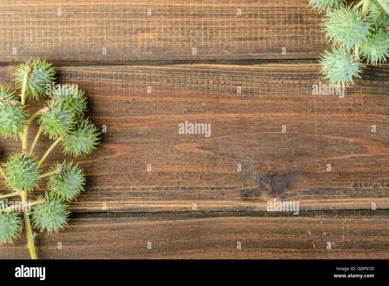 fruit of castor plant Stock Photo - Alamy
