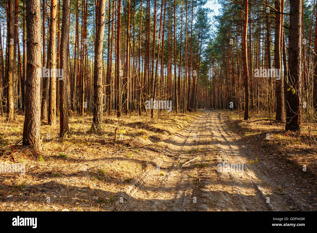 Sandy countryside road, path, walkway through forest. Sunset Sunrise In ...