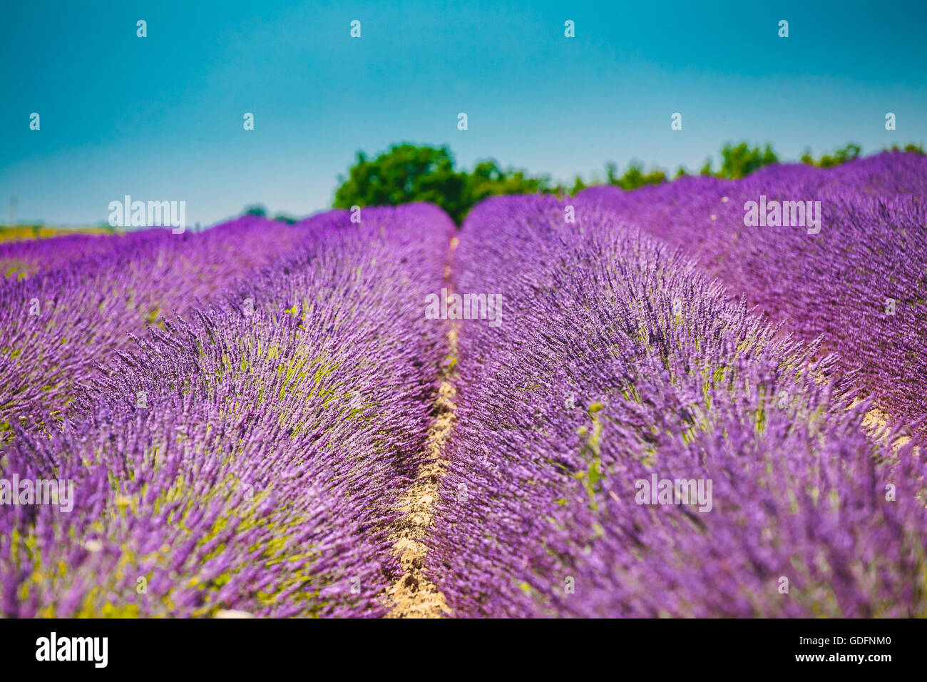 Blooming Bright Purple Lavender Flowers Field in Provence, France ...