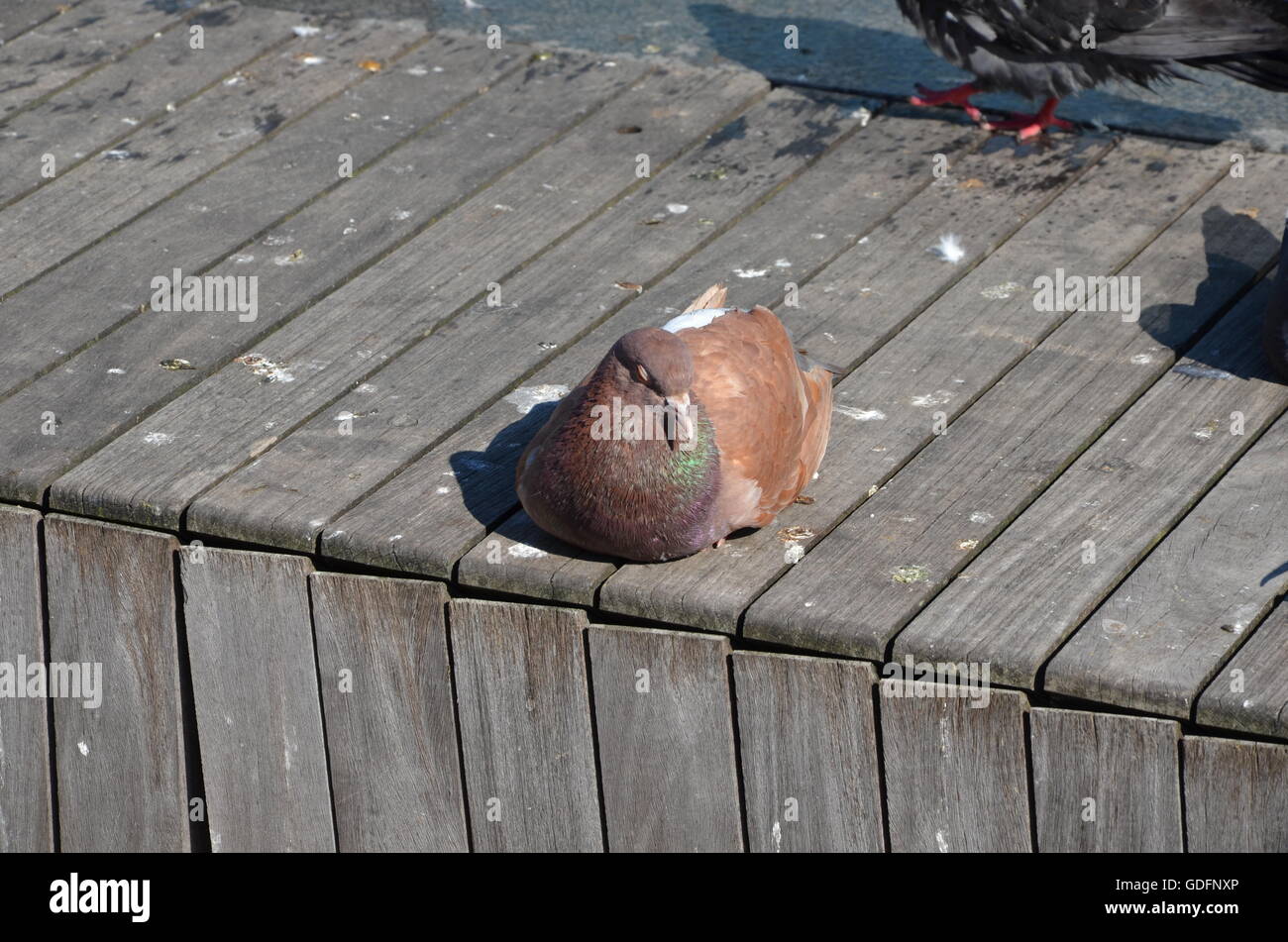 Brown pigeon sleeping Stock Photo - Alamy