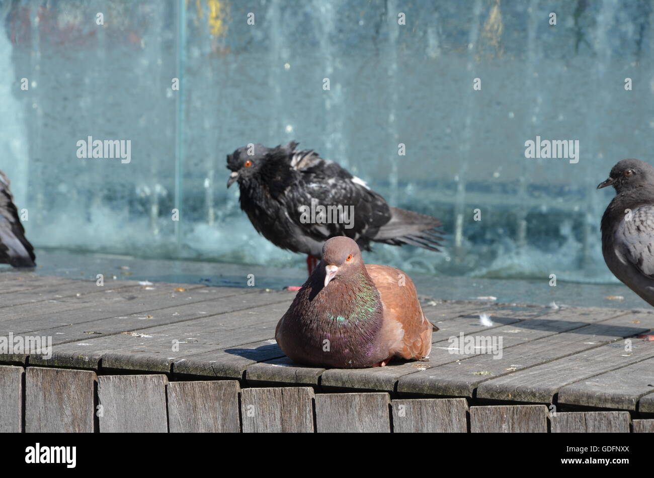 Female pigeon resting Stock Photo - Alamy