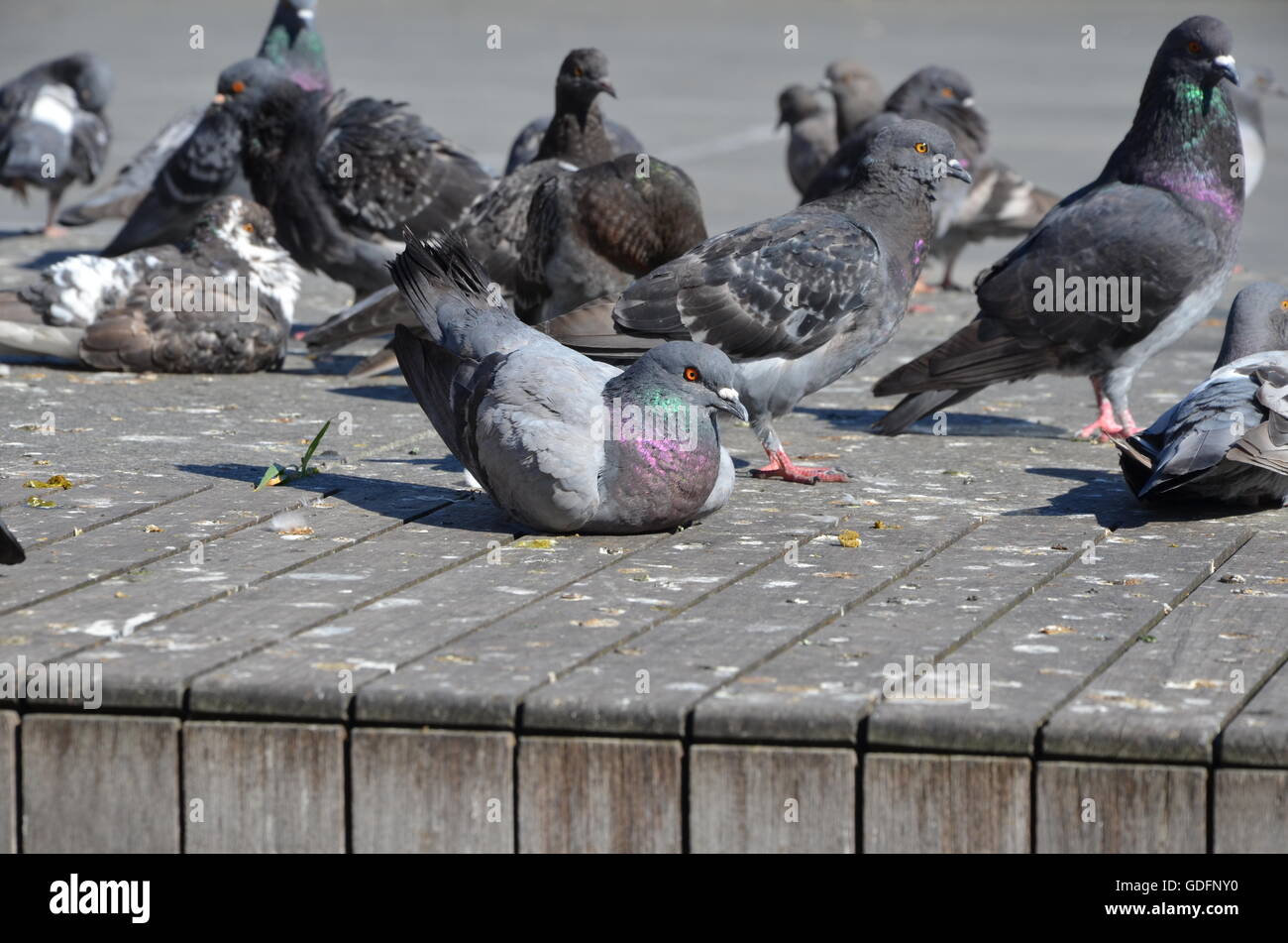 Male pigeon resting Stock Photo - Alamy