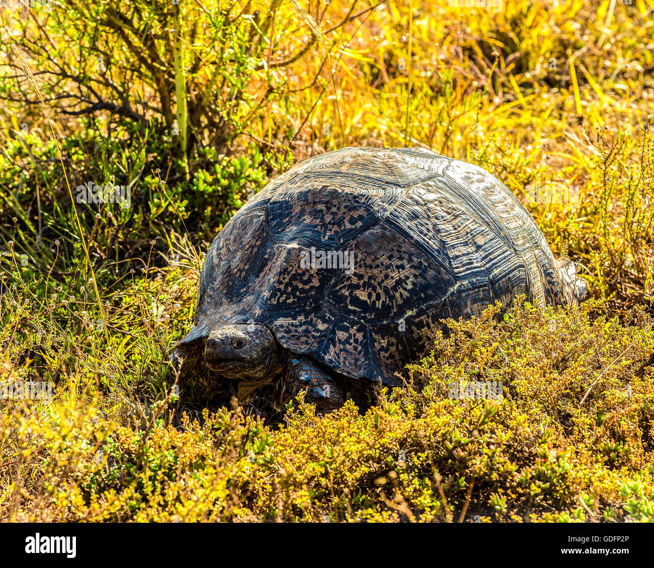 Leopard tortoise stigmochelys pardalis hi-res stock photography and ...