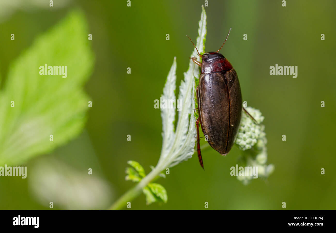 Diving beetle (Rhantus species) resting on foliage above the canal ...