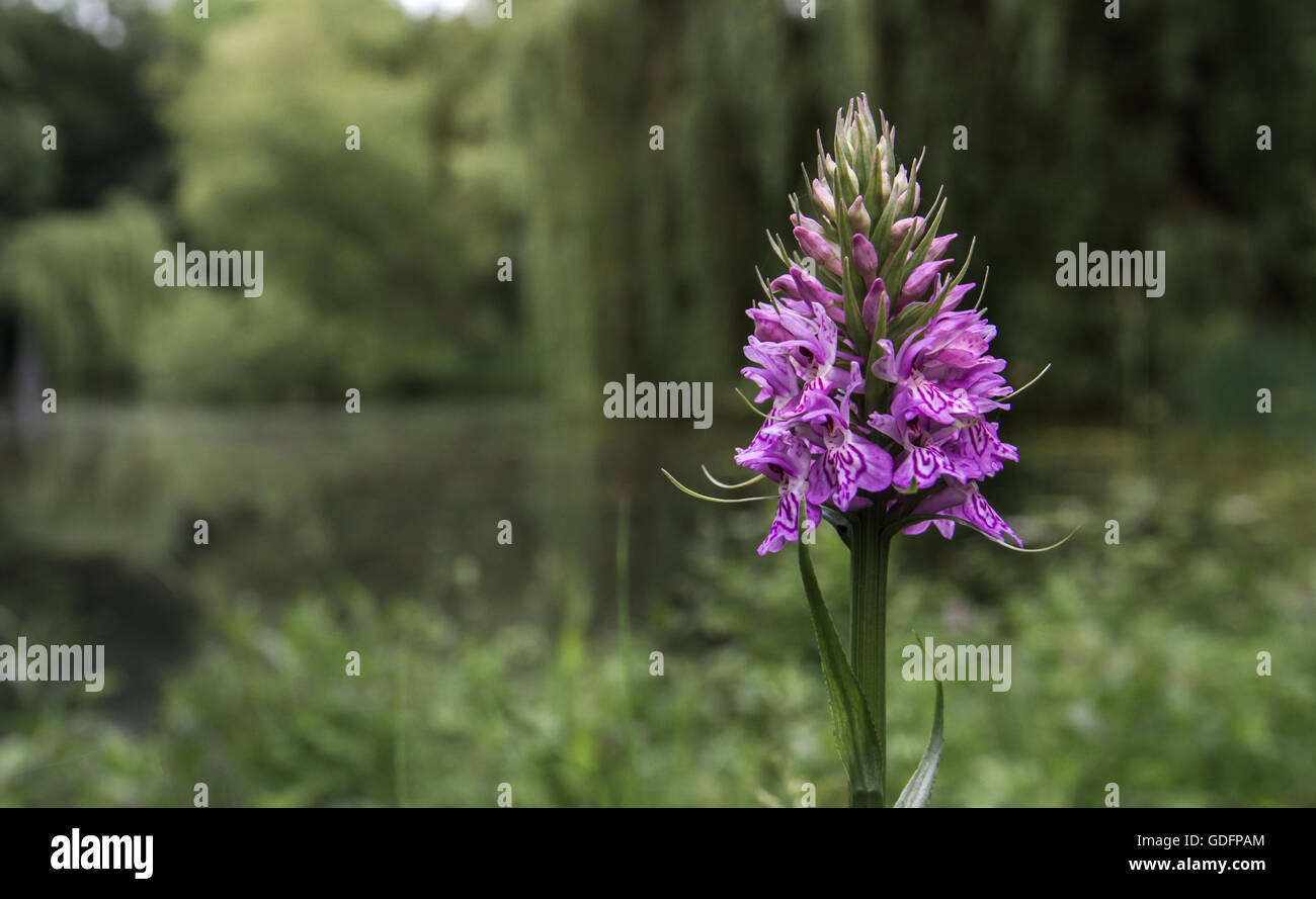 Odiham Common High Resolution Stock Photography and Images - Alamy