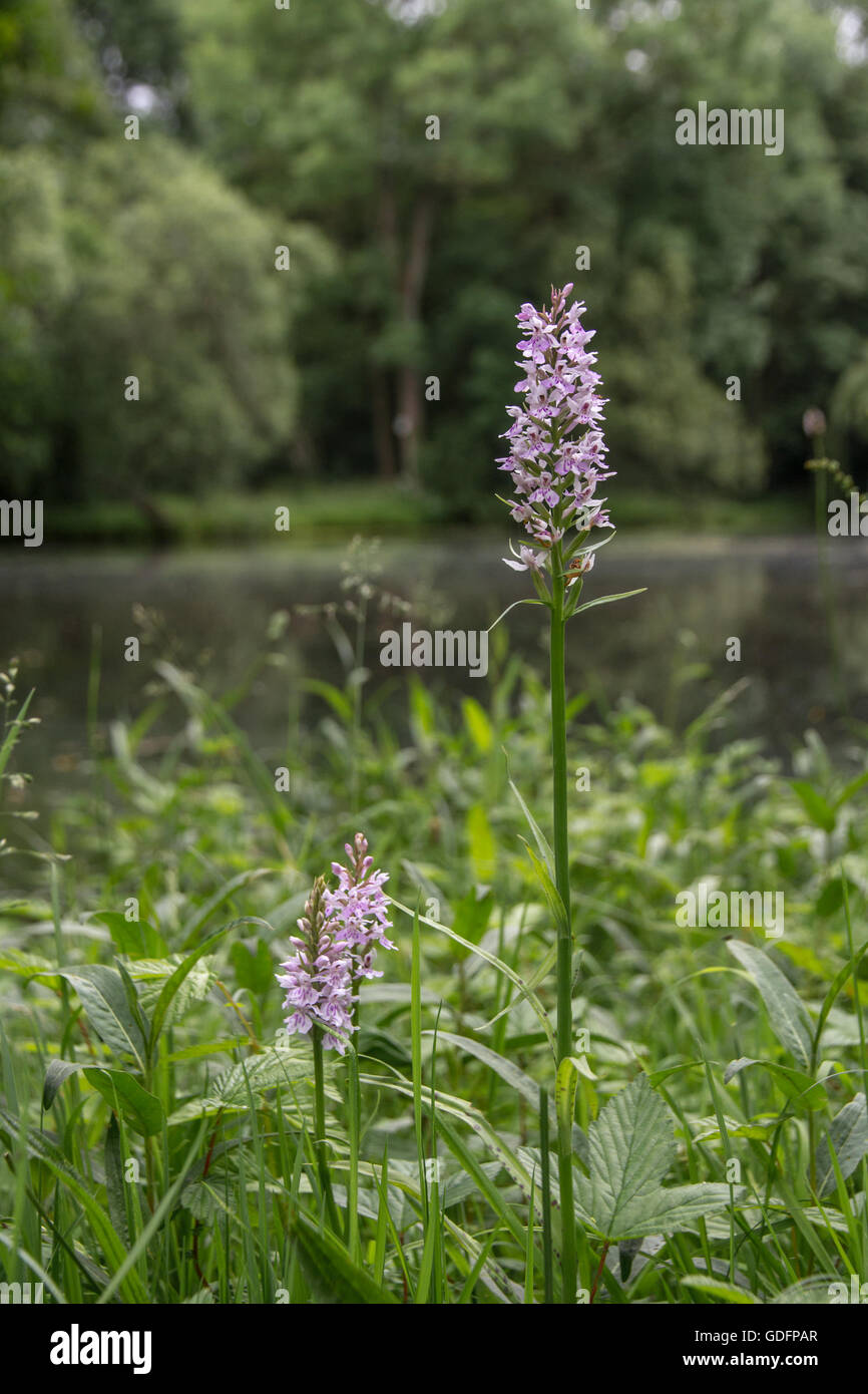 Odiham common hi-res stock photography and images - Alamy