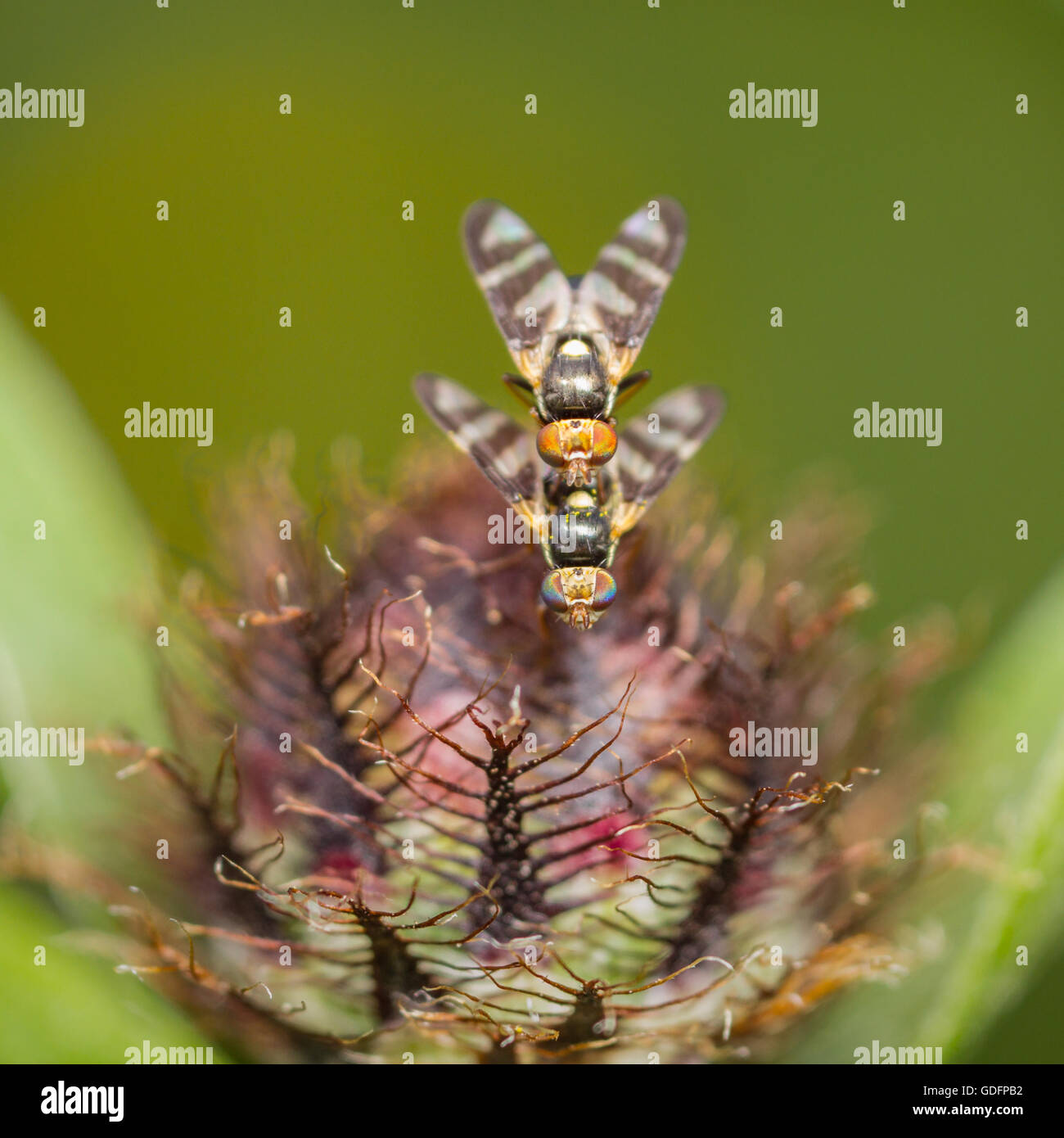 Four-barred Knapweed Gall (Urophora quadrifasciata) on Common Knapweed ...