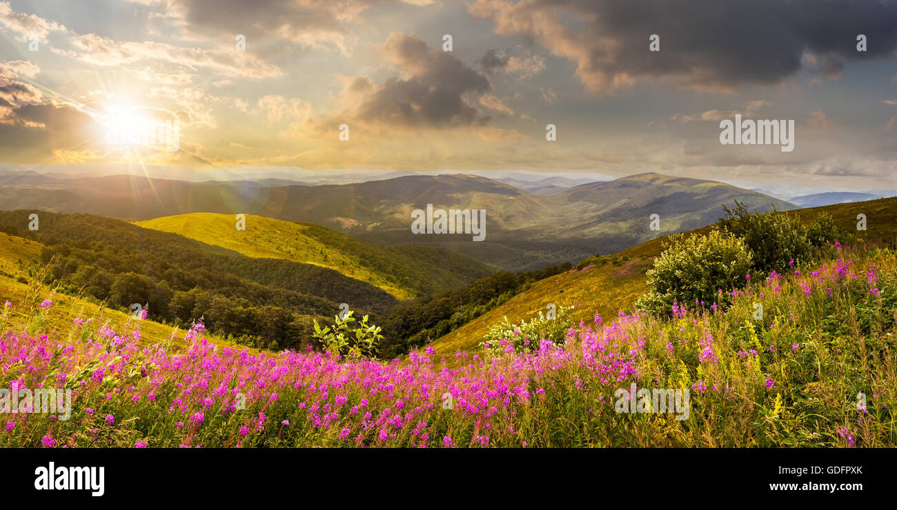 composite landscape with high wild grass and purple flowers on the top ...