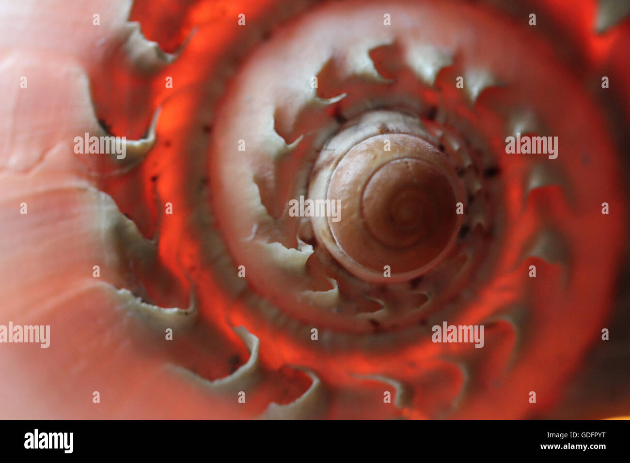 beautiful Nautilus shell in shiny orange red colours Stock Photo - Alamy