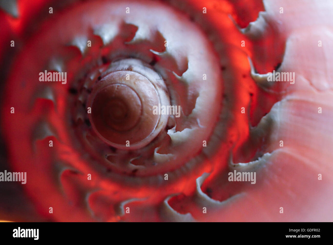 shining spiral snail shell macro background, shallow depth of field ...
