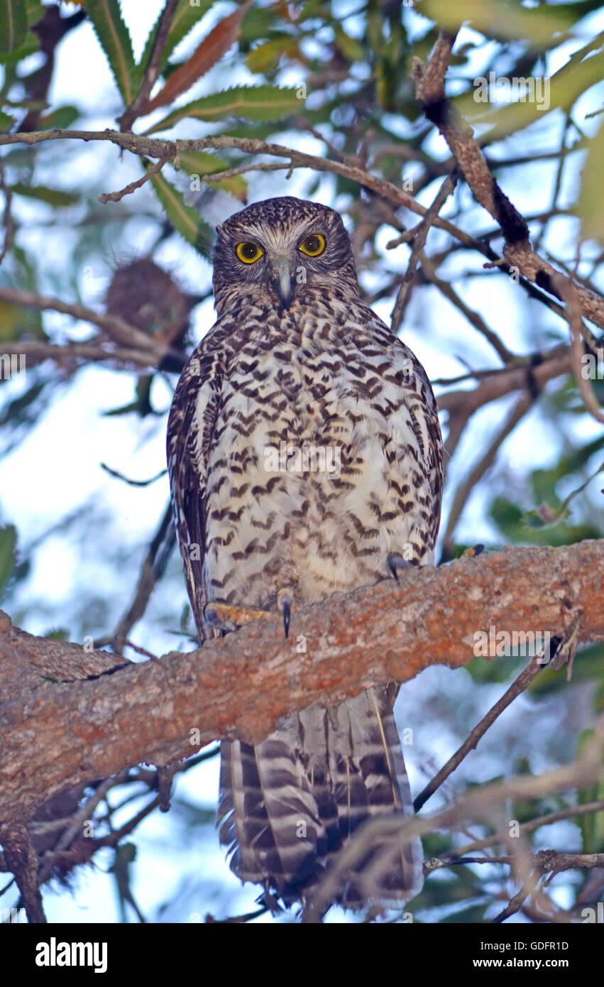 Australian powerful owl hi-res stock photography and images - Alamy
