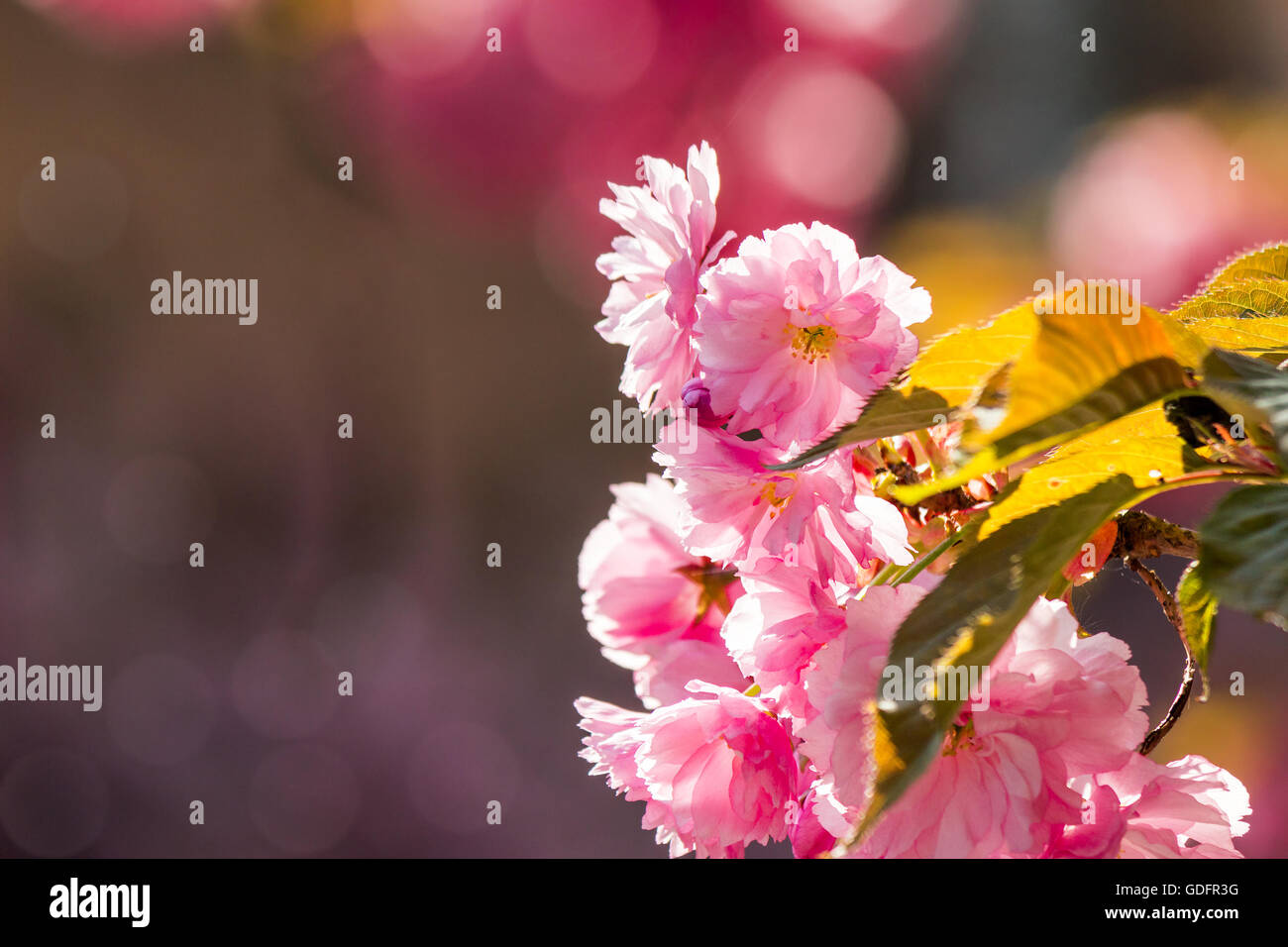Cherry blossom shallow depth of field hi-res stock photography and ...