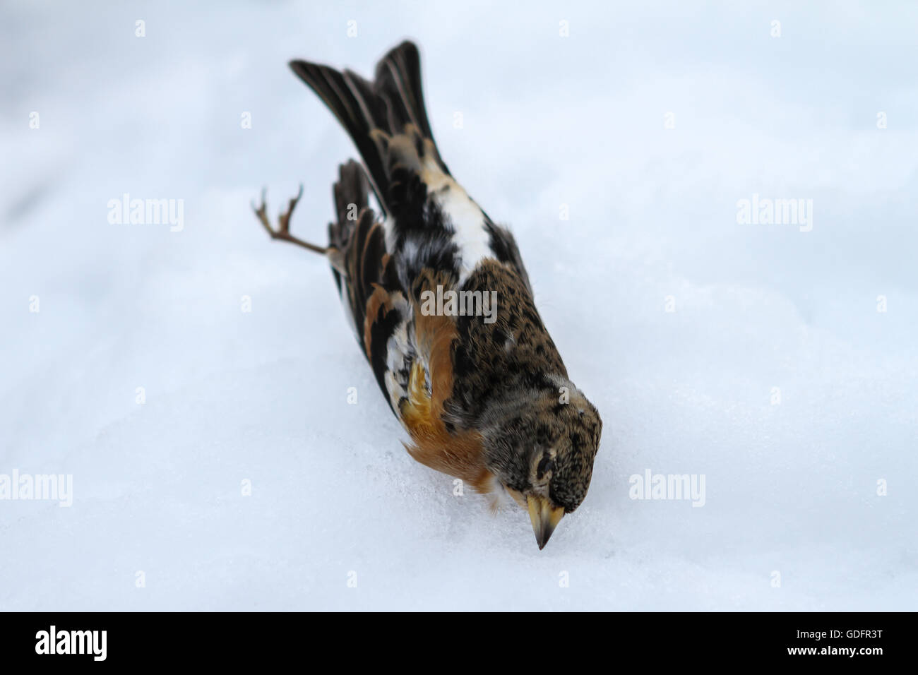 frozen bird at winter in the snow Stock Photo - Alamy