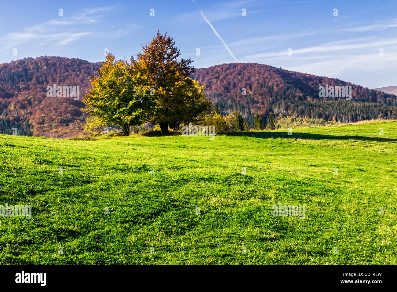 mountain summer landscape. fiew trees on hillside meadow Stock Photo ...