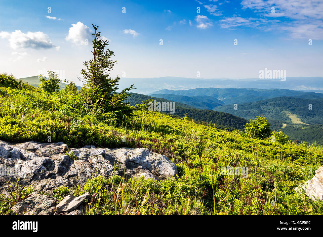hillside of mountain range with coniferous tree on meadow Stock Photo ...