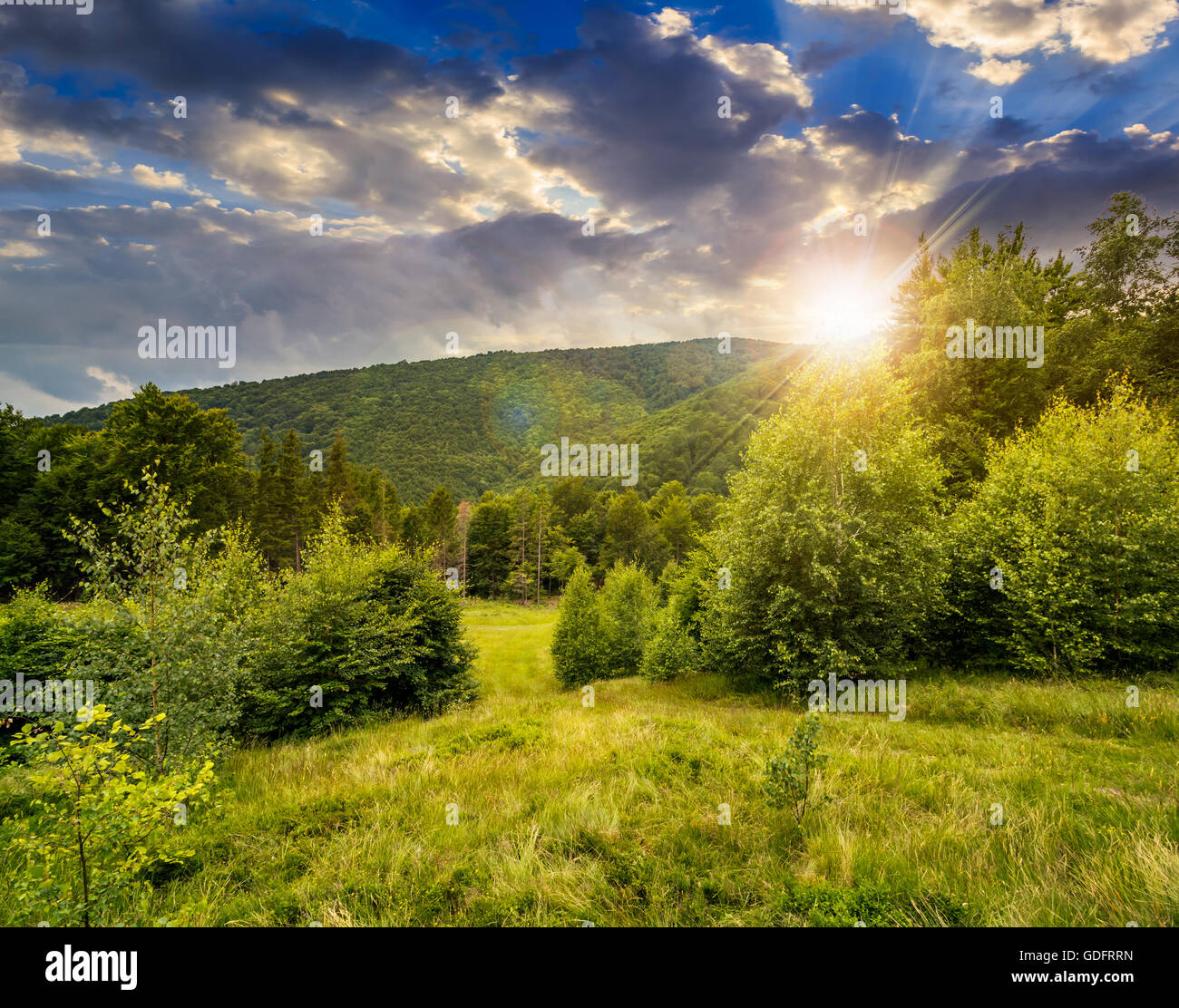 Hillside forest hi-res stock photography and images - Alamy