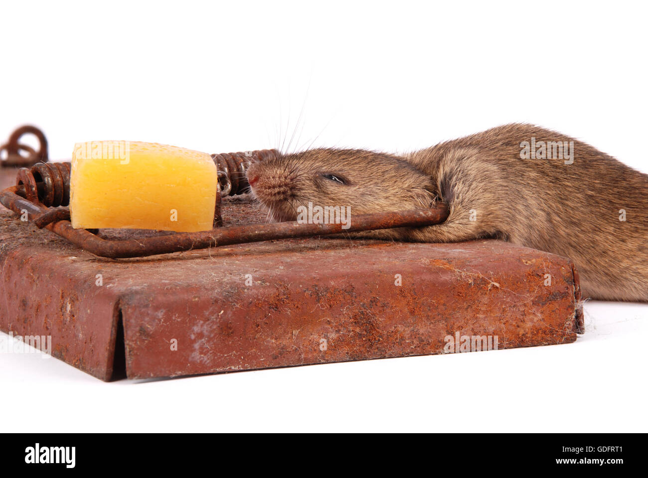 Mousetrap with dead mouse isolated on white Stock Photo - Alamy
