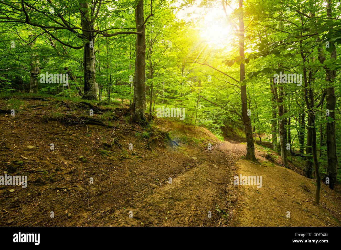 Trail through deep green hi-res stock photography and images - Alamy