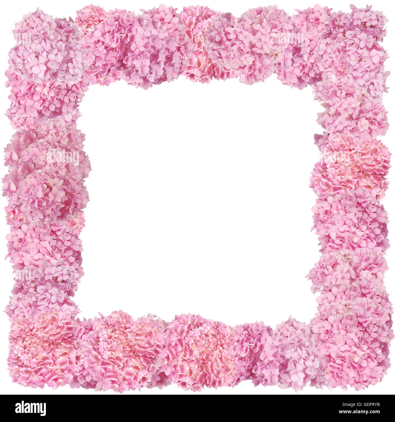 Beautiful Pink hydrangeas flower frame. Natural color. Isolated on ...