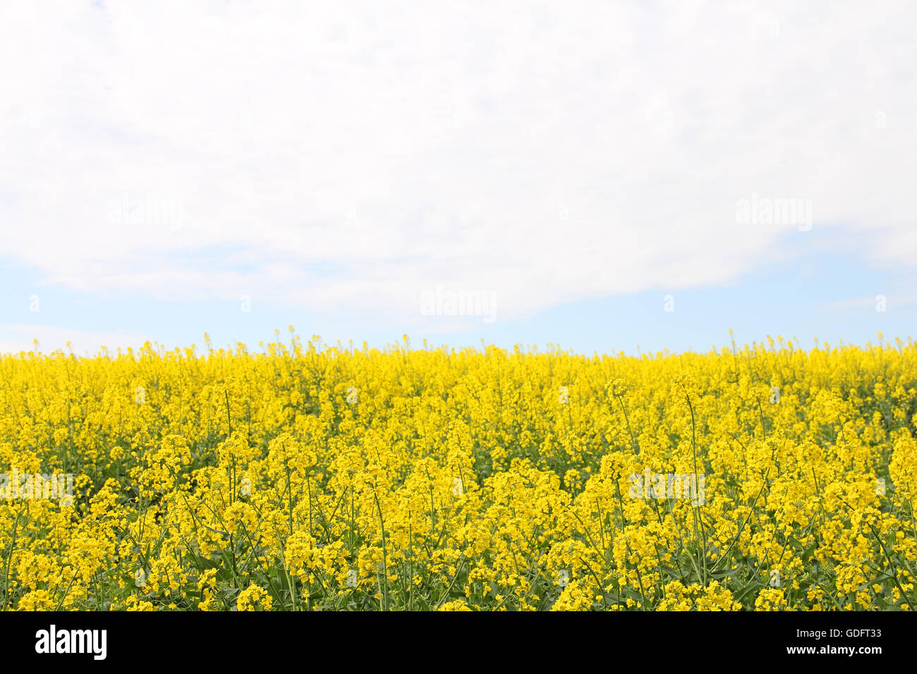Agriculture crop yellow oilseed hi-res stock photography and images - Alamy
