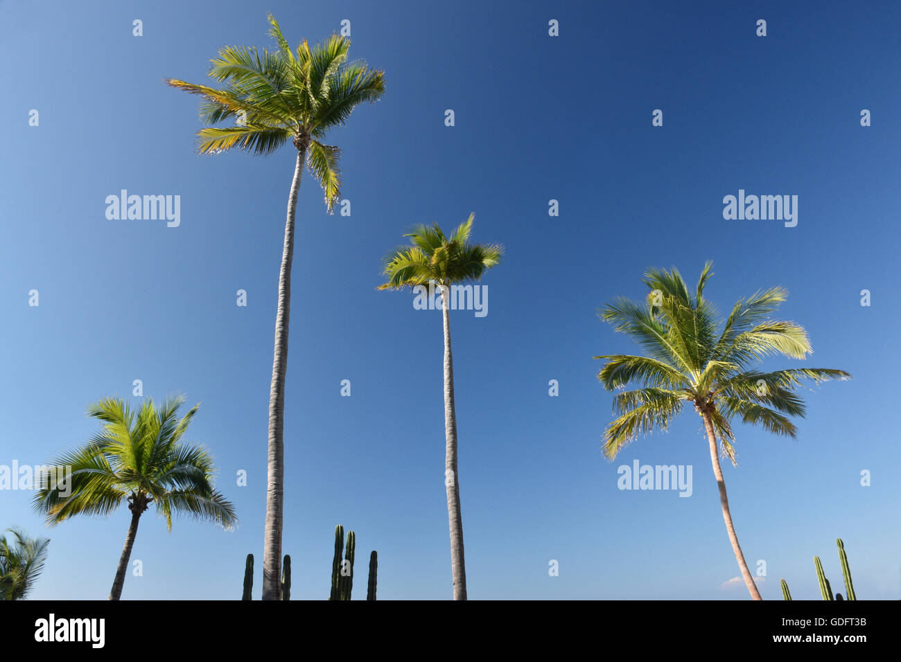 Palm trees in Mexico Stock Photo - Alamy