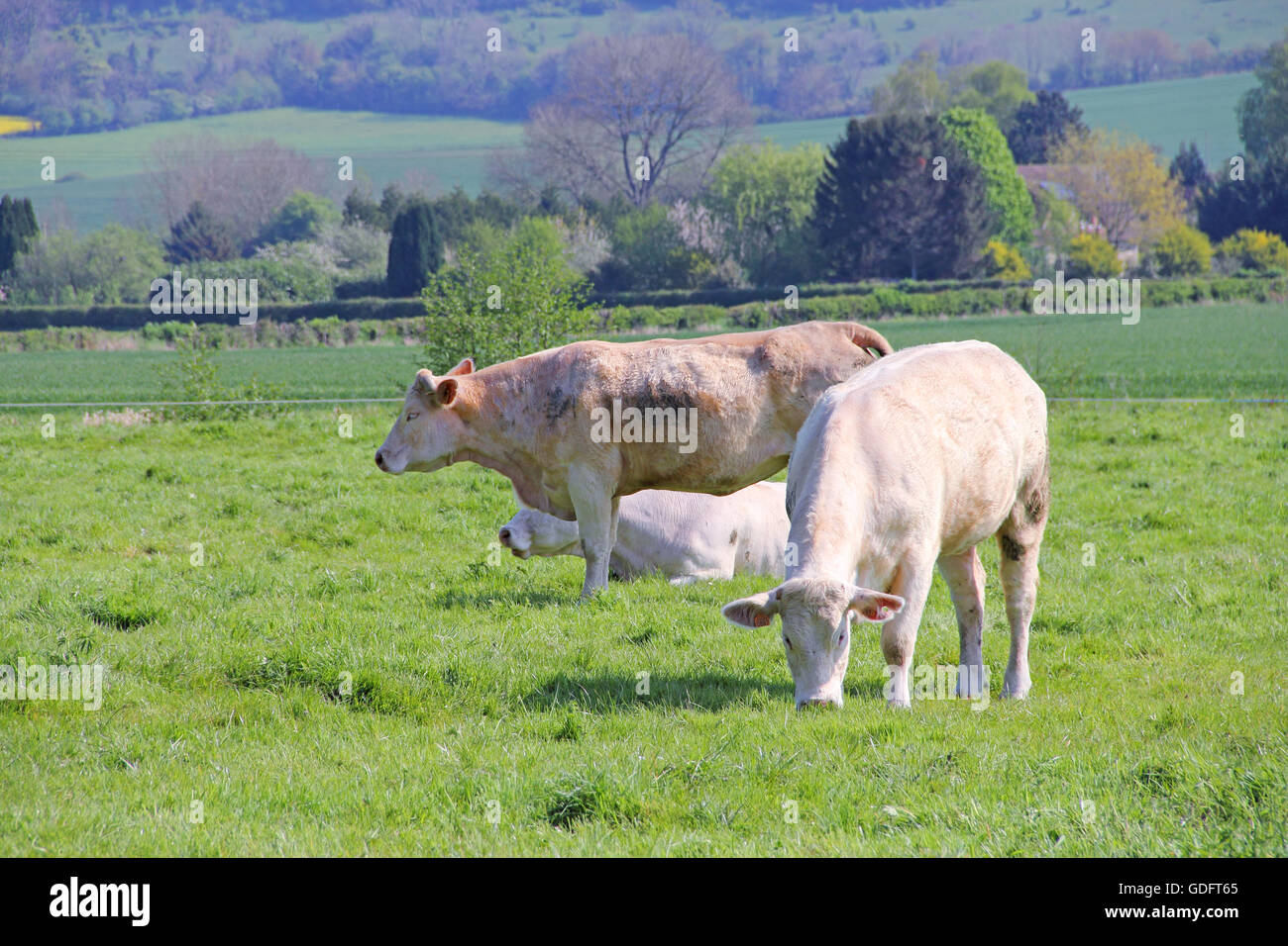 Norman cow and its young calf hi-res stock photography and images - Alamy