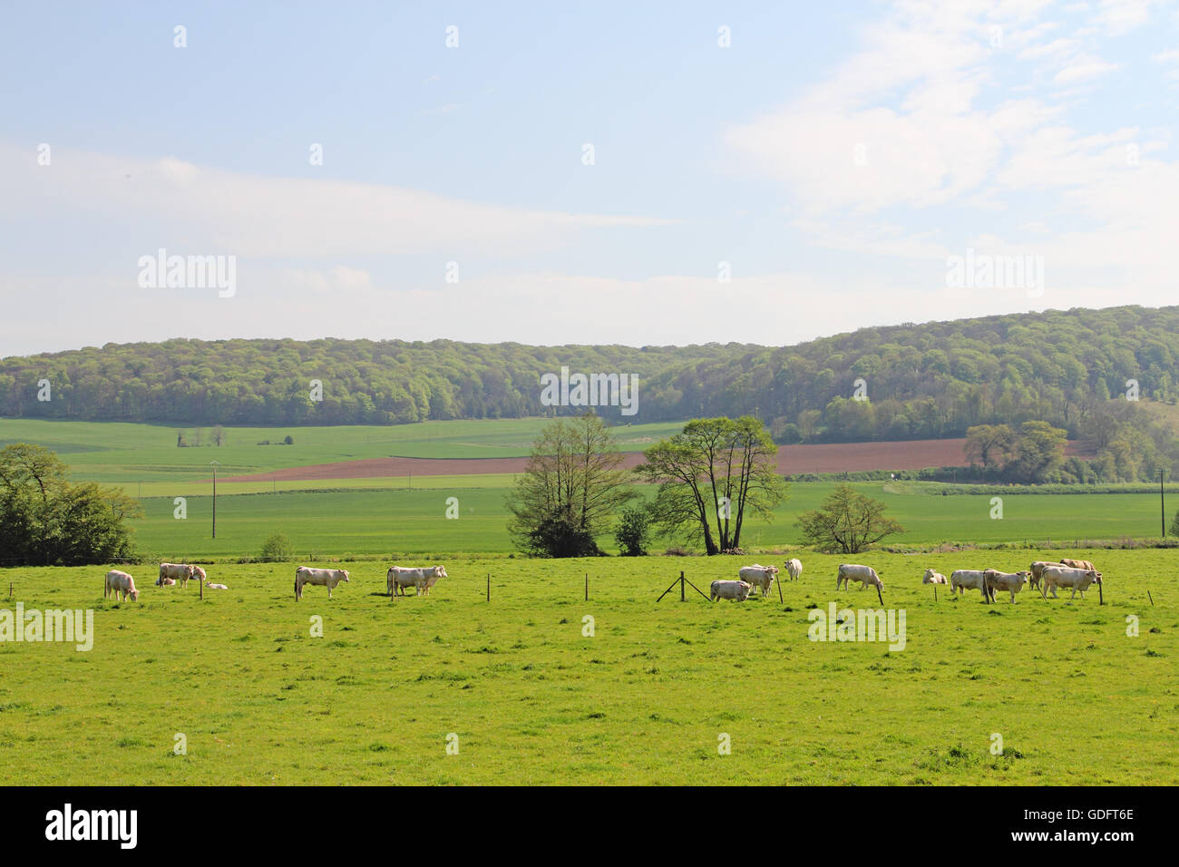 White purebred Normandy cows on summer pasture Stock Photo - Alamy