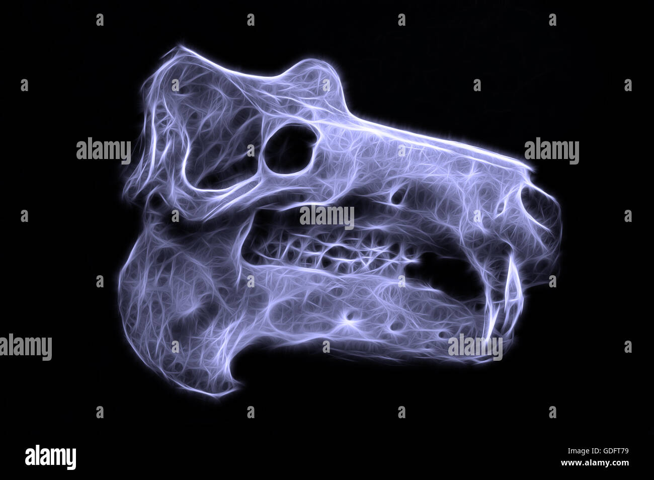 Hippopotamus skeleton hi-res stock photography and images - Alamy