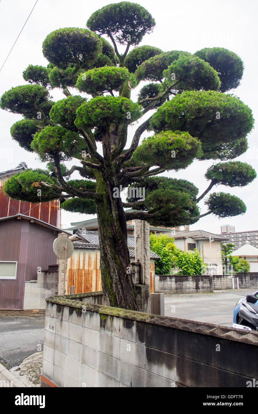 Manicured tree hi-res stock photography and images - Alamy