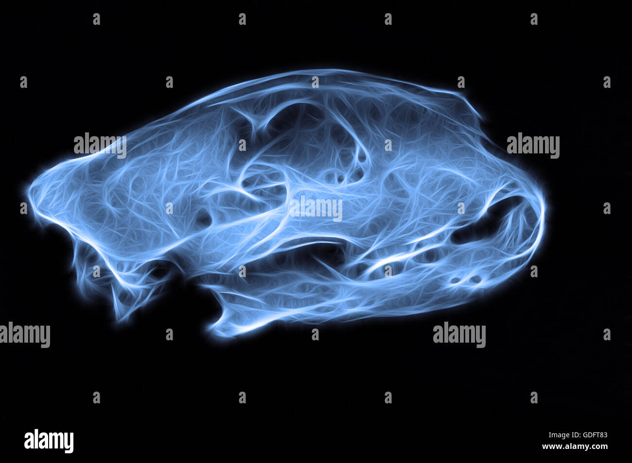 Tiger Skull, Panthera tigris, mammals, canines, graphics Stock Photo ...