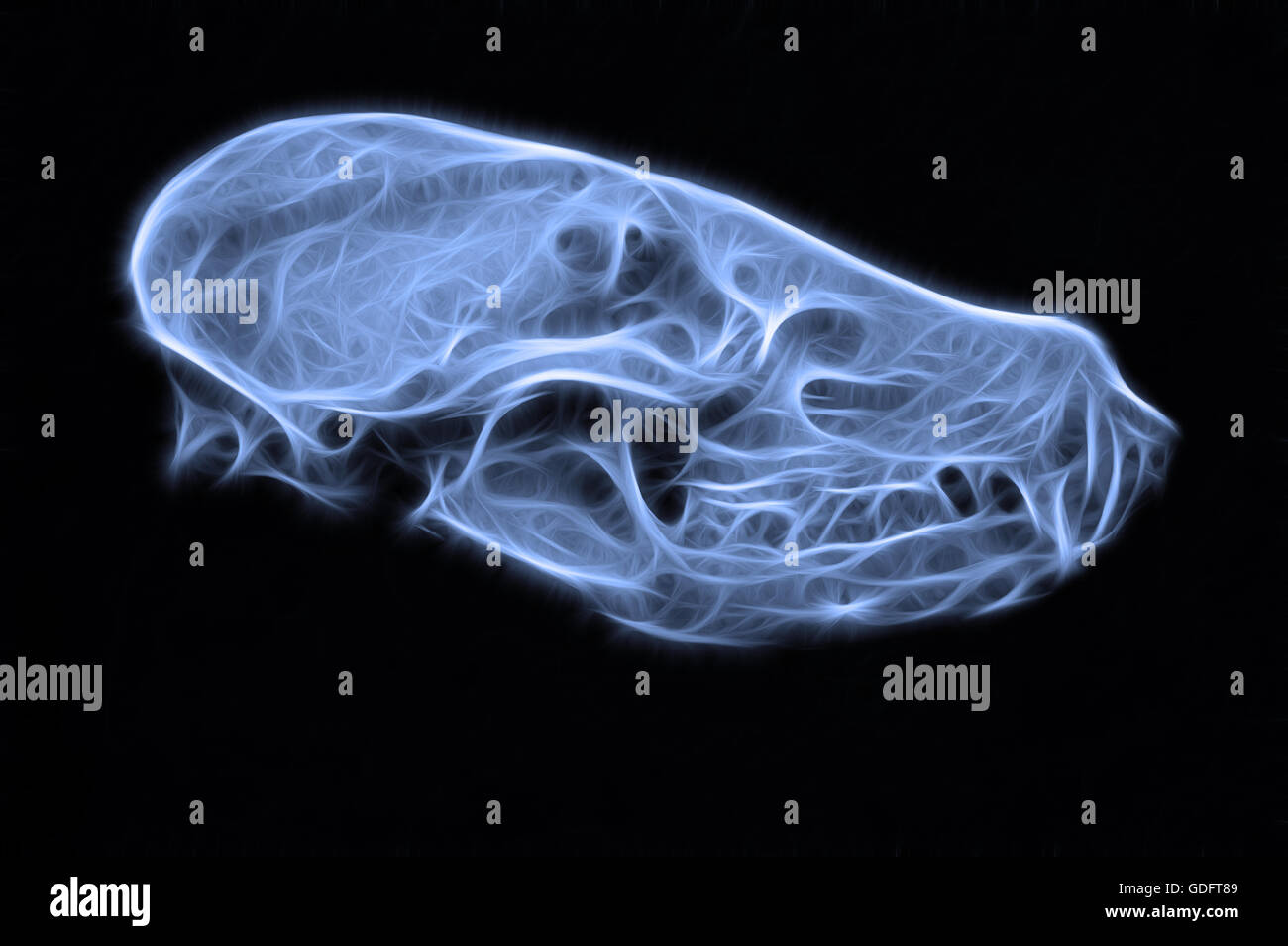 Coati profile hi-res stock photography and images - Alamy