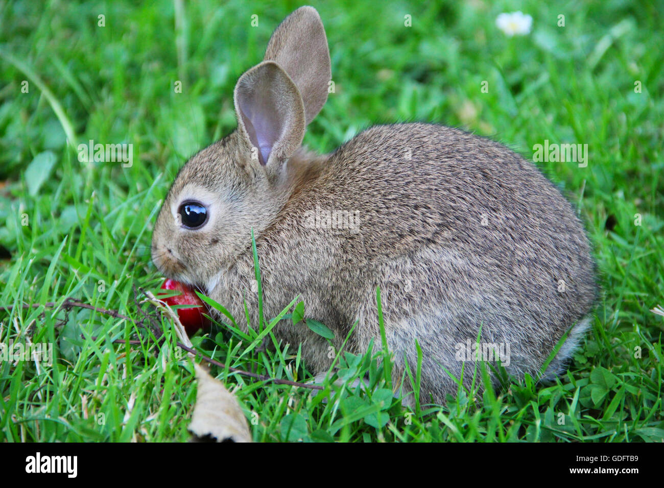 Cute gray wild baby rabbit in grass eating cherry Stock Photo - Alamy