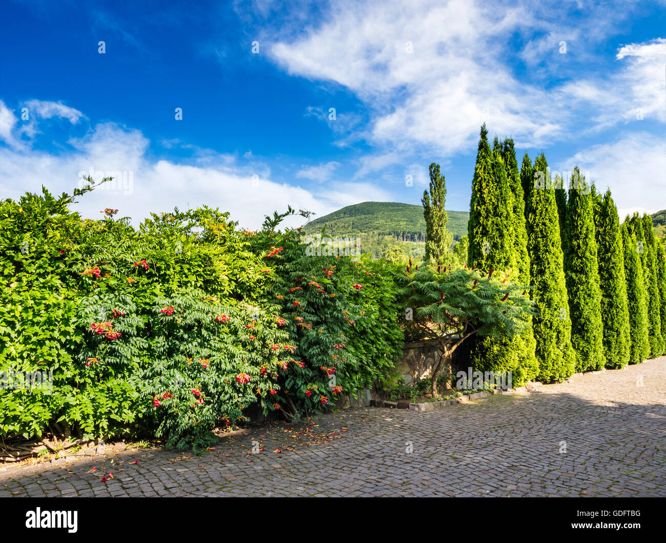 Conifer flowers hi-res stock photography and images - Alamy