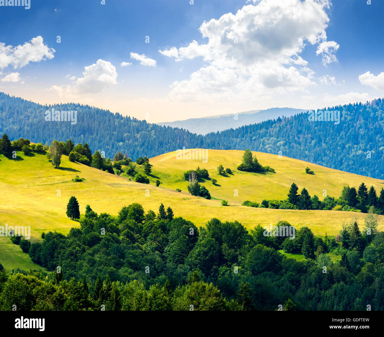 bald hills with meadow and some trees among mountains with coniferous ...