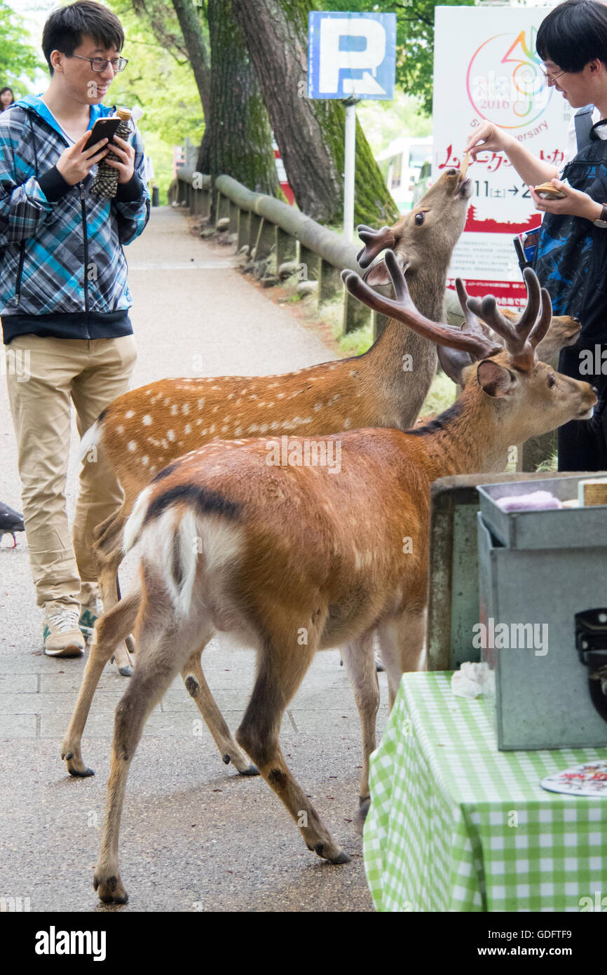 Tourists feeding Shika Senbei, deer crackers, to sika deers in Nara ...