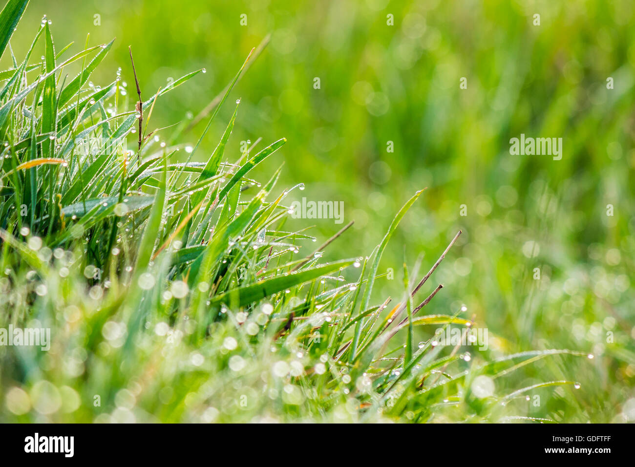 forest glade close up with shiny blur of wet grass in the warm sun ...