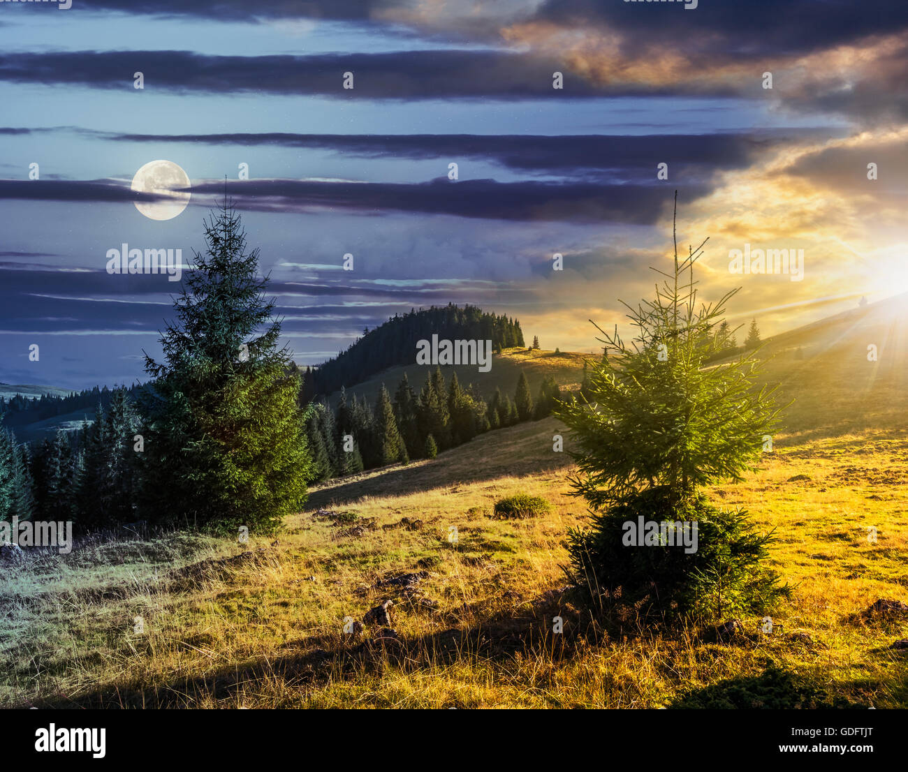 two fir trees on hillside of mountain range with coniferous forest and ...