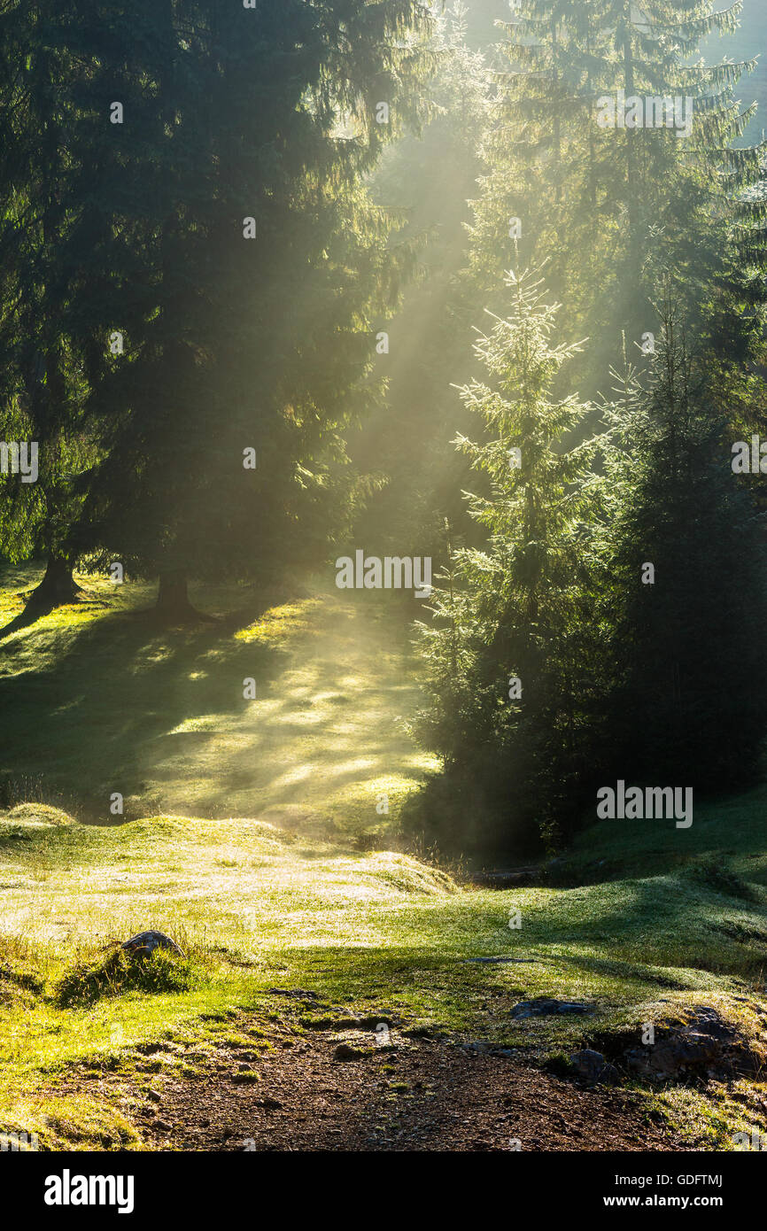 Fog dew light tree hi-res stock photography and images - Alamy