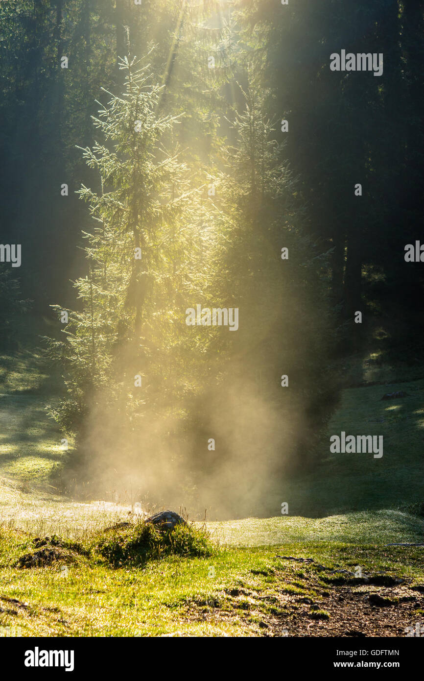 Meadow in the morning dew hi-res stock photography and images - Alamy